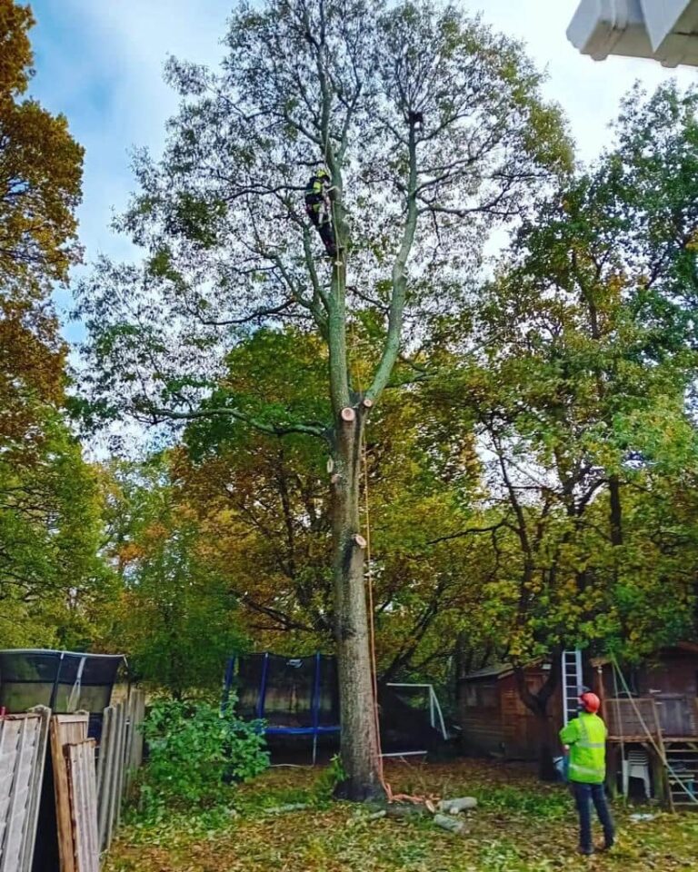 How Tree Surgery Prevents Tree Decay and Structural Weakness - EM Tree ...